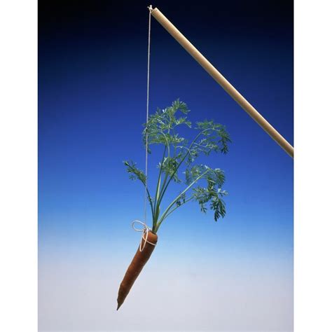 How Is Contingent Reinforcement Used Synonym