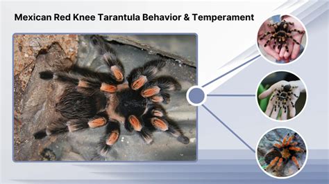 Mexican Red Knee Tarantula Care Size Lifespan And Price