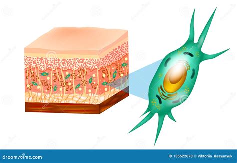 Fibroblast And Skin Structure Stock Vector Illustration Of Mitochondria Cosmetics