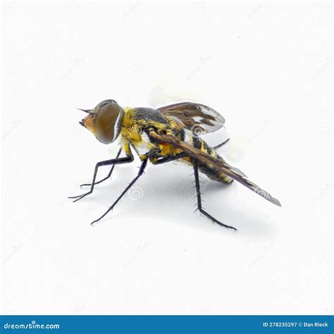 Lesser Bee Fly Exoprosopa Fascipennis Florida Version Of Common Species Of Hoverfly Or Hover