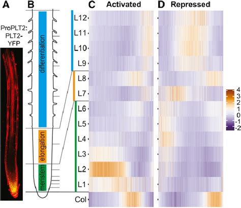 PLT Guides Large Scale Region Specific Transcriptional Activation And Download Scientific
