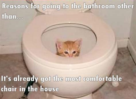 Cept For The Flushing Lolcats Lol Cat Memes Funny Cats Funny Cat Pictures With Words