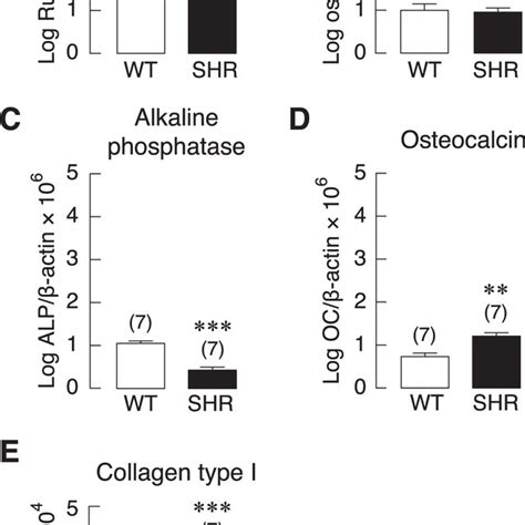 Mrna Expression Of Bone Formation Markers Ie A Runx2 B