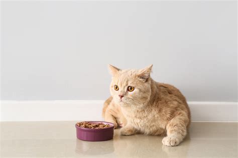 Can Cats Eat Oats Vet Reviewed Nutritional Facts And Faq Catster