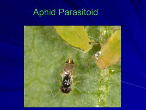 Ipm Aphid Ppt