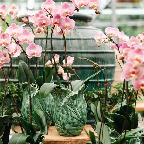 Mode Cabbage Vase Large