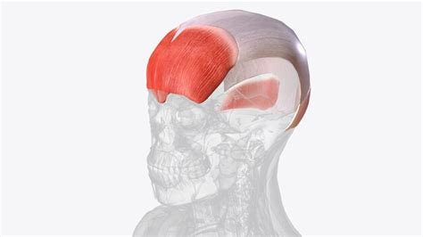 Premium Photo The Occipitofrontalis Muscle Epicranius Muscle Is A