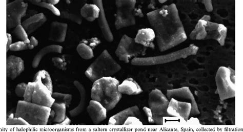 Halophiles Archaebacteria