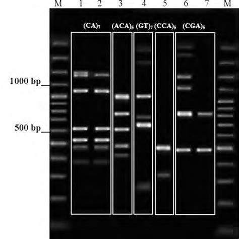 Inter Simple Sequence Repeat Issr Banding Patterns Of Phaeomoniella