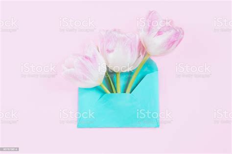 꽃 인사말 카드입니다 분홍색 배경에 파란색 봉투에 섬세 한 핑크 튤립 3월에 대한 스톡 사진 및 기타 이미지 3월 결혼식