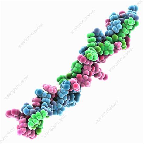Synthetic Collagen Like Mimetic Peptide Molecular Model Stock Image