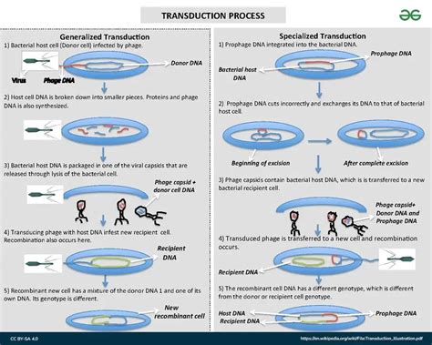 Bacterial Genetics Geeksforgeeks