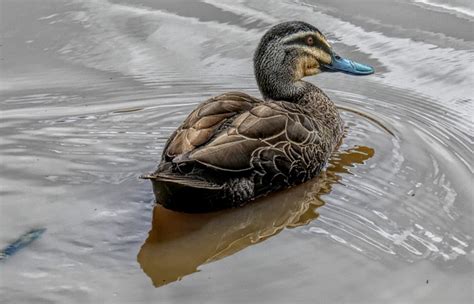 Duck Bird Lake Free Photo On Pixabay Pixabay