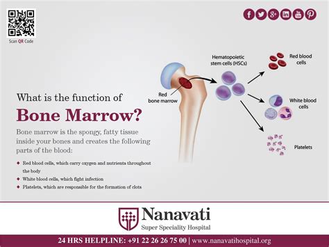 Red Bone Marrow Function