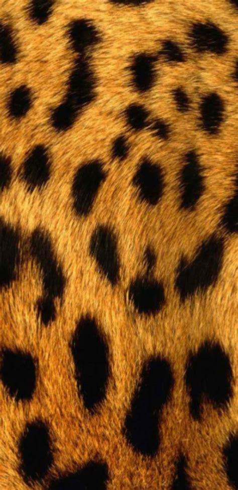 100 Cute Leopard Print Wallpapers