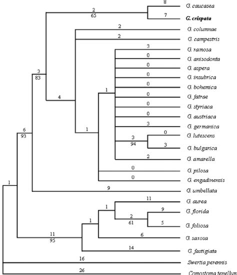 Most Parsimonious Tree Obtained From Mp Analysis Of Our Its1 And Its2