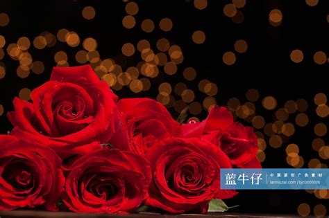 浪漫红玫瑰 蓝牛仔影像 中国原创广告影像素材