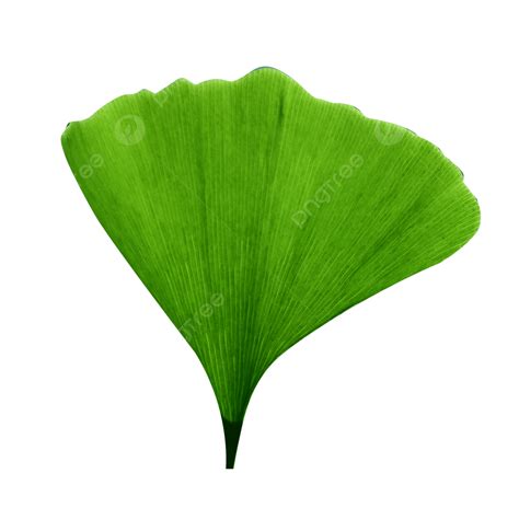 Ginkgo Leaves Png Picture Ginkgo Leaves Health Leaf Summer Png
