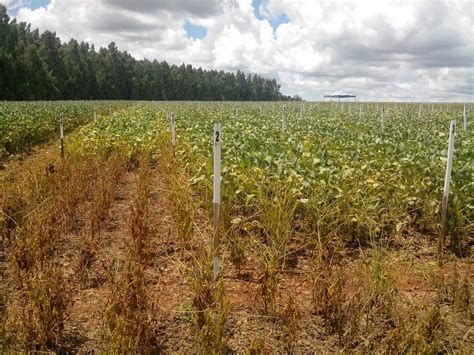 Fight Against Soybean Rust Pathogen Sequenced