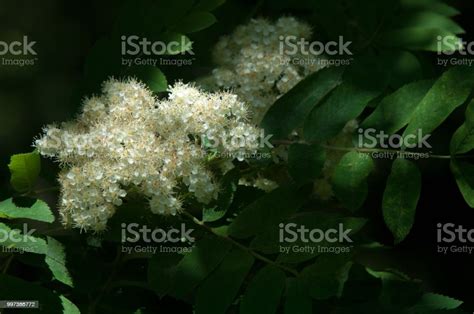 마가 목의 꽃입니다 Ashberry 마 Aucuparia 나 경 엽 및 꽃의 개화 잡 색으로 한 녹색 배경에 큰 흰 꽃과 일반