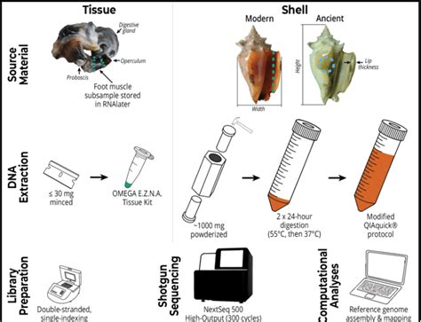 Protocol Summary For S Pugilis Dna Extraction Library Preparation Download Scientific