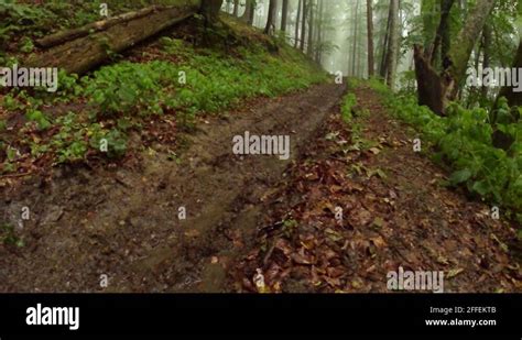 Mud Salamander Stock Videos And Footage Hd And 4k Video Clips Alamy