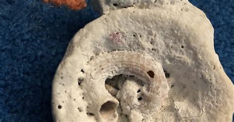 Strange Fossil I Found In The Oceans Album On Imgur