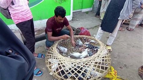 দাশুড়িয়া হাটে দেশি বিদেশি হাস মুরগি কবুতর পাওয়া যায়।
