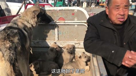 市场上的大骨量大体型狼青，幼犬狼青要价500元一条贵吗 Youtube