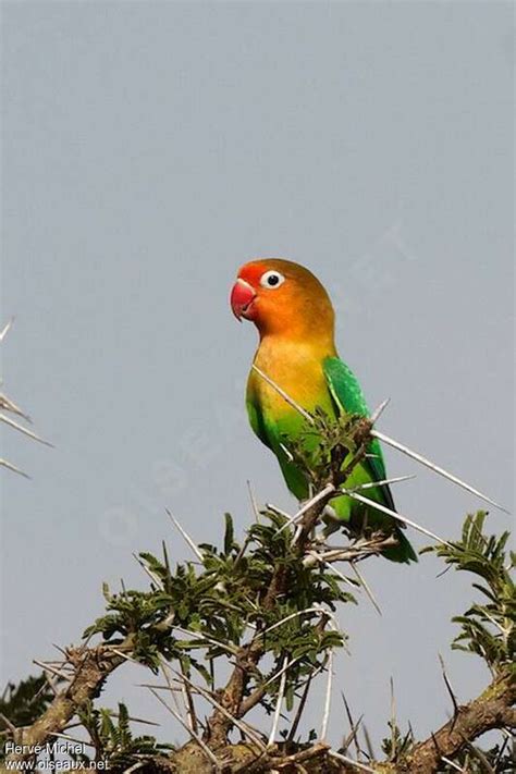 Inséparable De Fischer Agapornis Fischeri