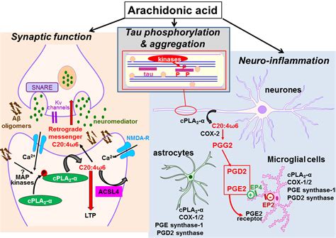 Arachidonic Acid In Alzheimers Disease