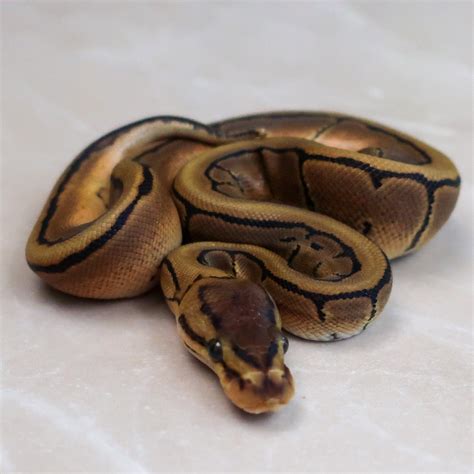 Pinstripe 100 Het Piebald Ball Python By Designer Python Morphmarket