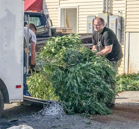No Arrests In Auburn Pot Raid