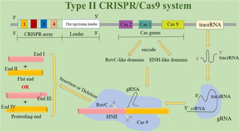 The Structure Of Type Ii Crisprcas9 System Abbreviations Crrna