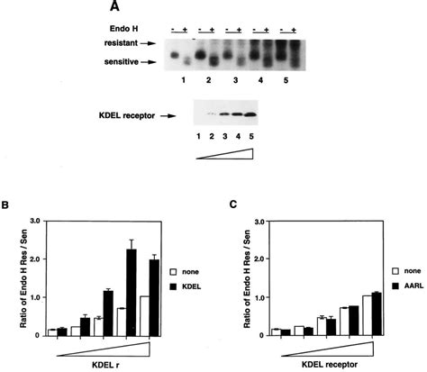 Kdel Proteins Modulate The Ability Of The Kdel Receptor To Induce The Download Scientific