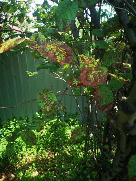 How To Treat Brown Spots On Tree Leaves Bunnings Workshop Community
