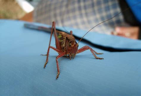 Grasshopper Copyright Free Photo By M Vorel Libreshot