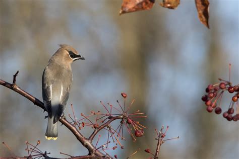 Waxwing And Berries Smithsonian Photo Contest Smithsonian Magazine