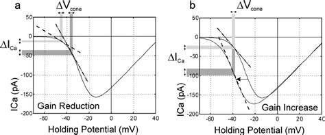 Schematic Representation Of The Calcium Current In Cones A Sustained