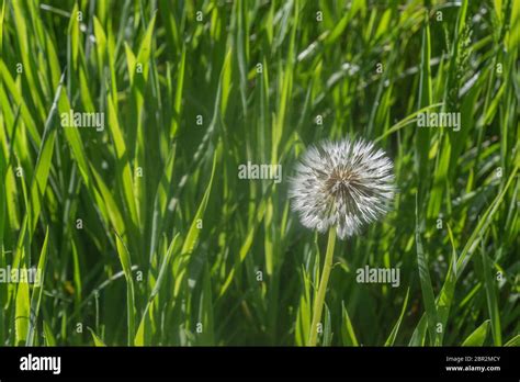 Solitary Dandelion Taraxacum Officinale Puff Ball Seed Head Clock