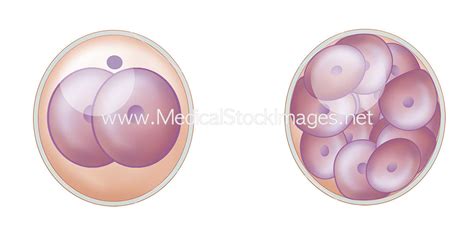 Zygote To Multi Cell Stage Embryonic Development Medical Stock Images