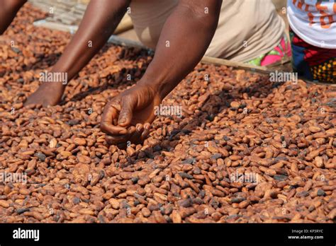 Women Dry Cocoa Beans That Were Harvested Shortly Before In The Sun In The Village Konan Yaokro