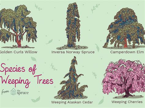 Weeping Trees For Small Gardens Australia Fasci Garden