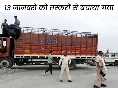 Narnaul Nangal Chaudhary Police Seized Container Loaded With Cows Over