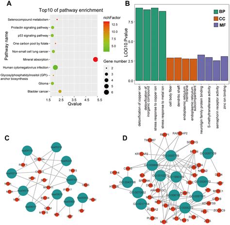 Bioinformatics Analysis And Validation Of Mesenchymal Stem Cells Related Gene Mt1g In