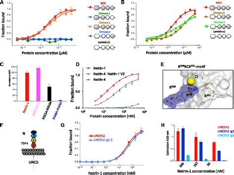 Structural Decoding Of The Netrin 1 Unc5 Interaction And Its