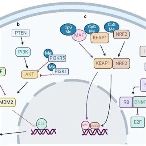 Signaling Pathways A Arf Mdm2 P53 Pathway B Pik3k Pten Akt Pathway C