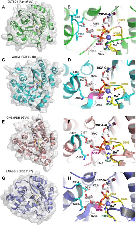 Comparison Of The Alphafold Model Of Glt8d1 With Other Related Gt8 Download Scientific Diagram
