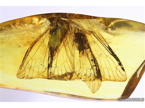 Rare Big 16mm Alderfly Megaloptera Fossil Insect In Baltic Amber
