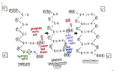 Bio 204 Final Flashcards Quizlet
